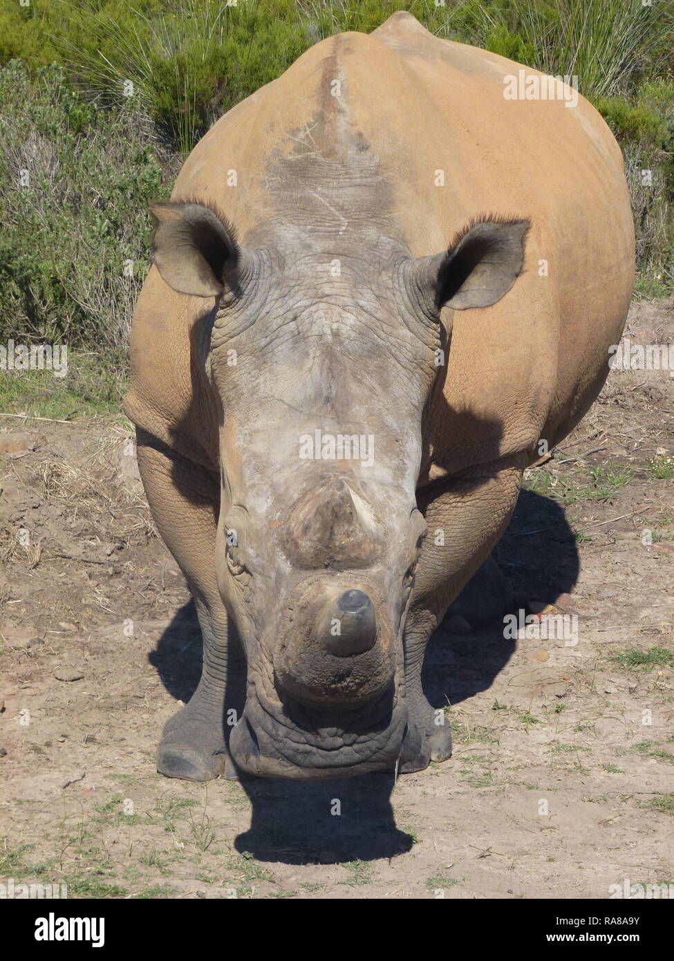 African rhino looking at camera hi-res stock photography and images - Alamy