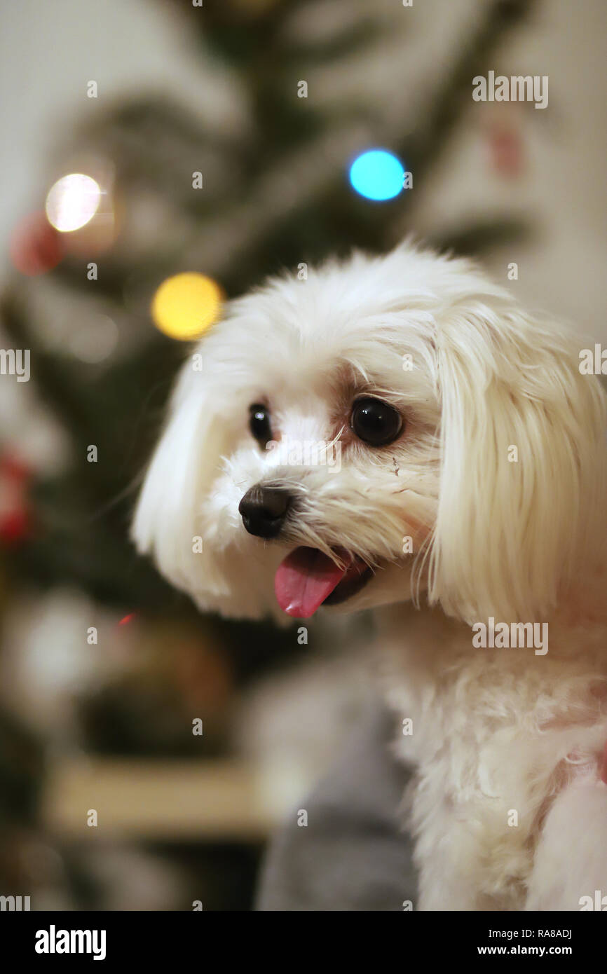 Maltese dog christmas portrait. Beautiful female maltese dog puppy ...