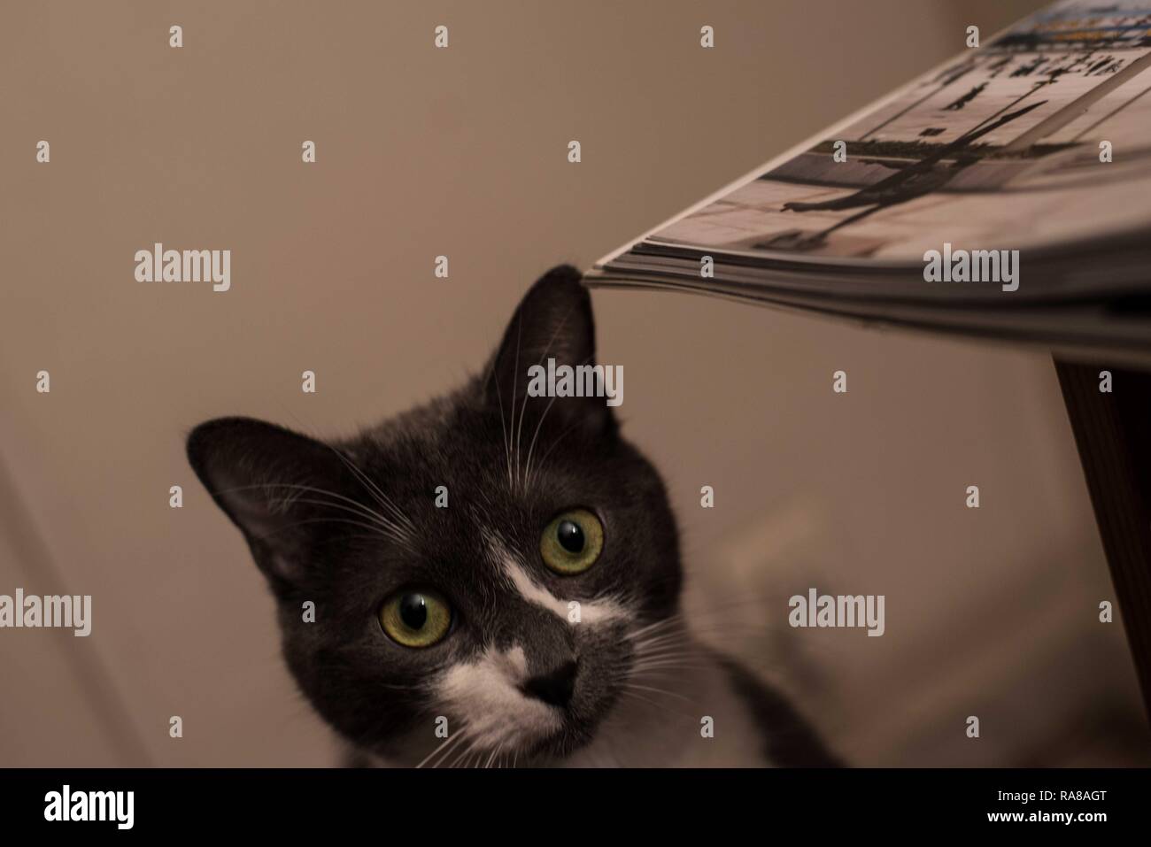 cat and book Stock Photo - Alamy