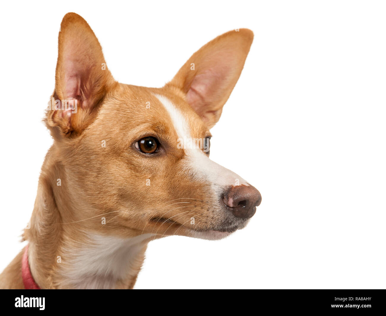 Spanish Podenco dog, portrait in studio on a white background Stock ...