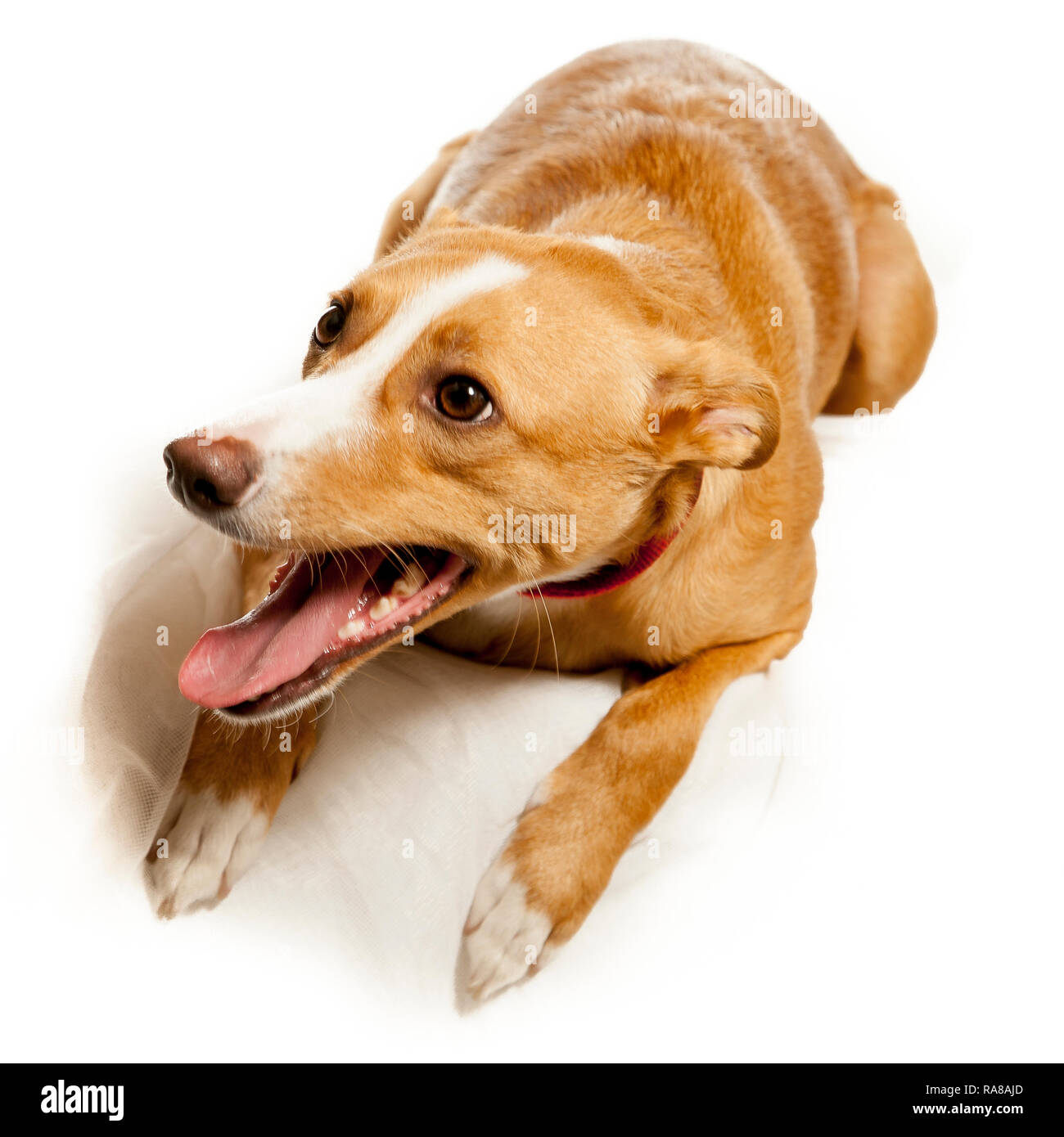 Spanish Podenco dog, portrait in studio on a white background Stock ...