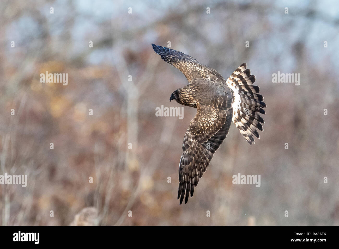 Northern harrier in flight Stock Photo - Alamy