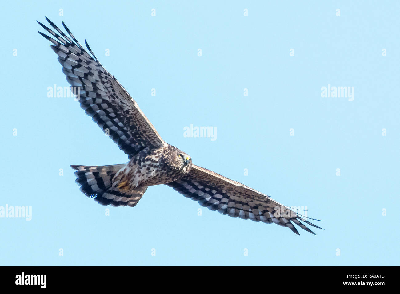 Northern harrier in flight Stock Photo - Alamy