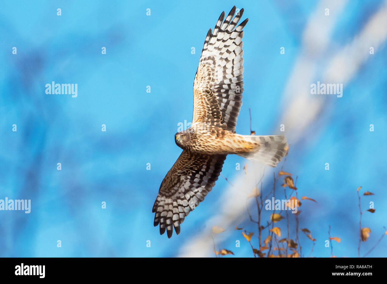 Northern harrier in flight Stock Photo - Alamy