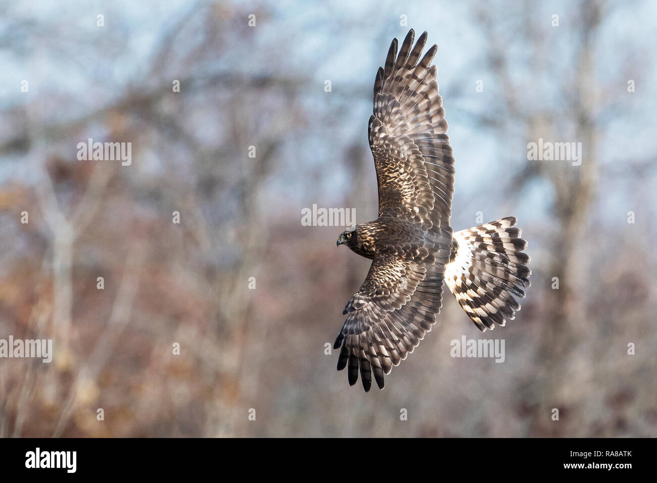 Northern harrier in flight Stock Photo - Alamy