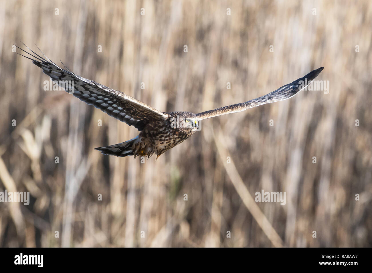 Northern harrier in flight Stock Photo - Alamy