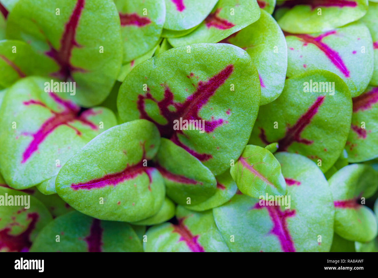 Micro cress hi-res stock photography and images - Alamy