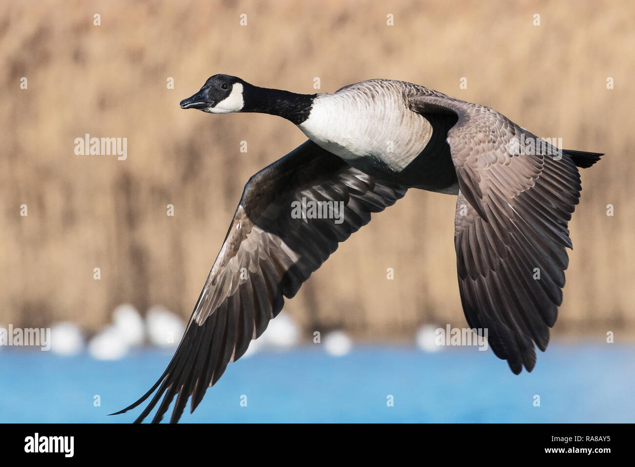 Close up canada geese flying hi-res stock photography and images - Alamy