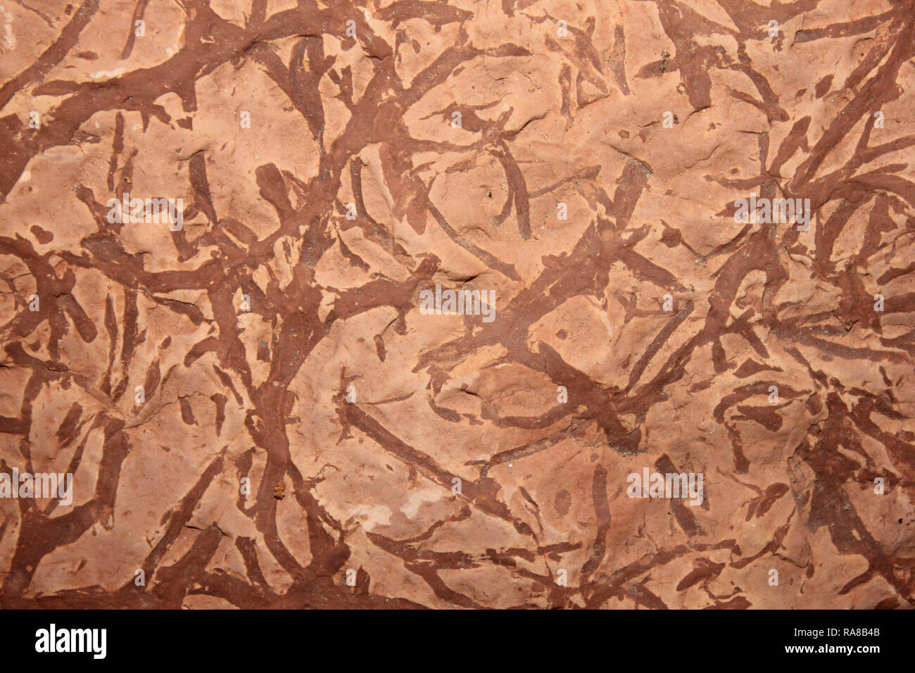 Trace fossil hi-res stock photography and images - Alamy