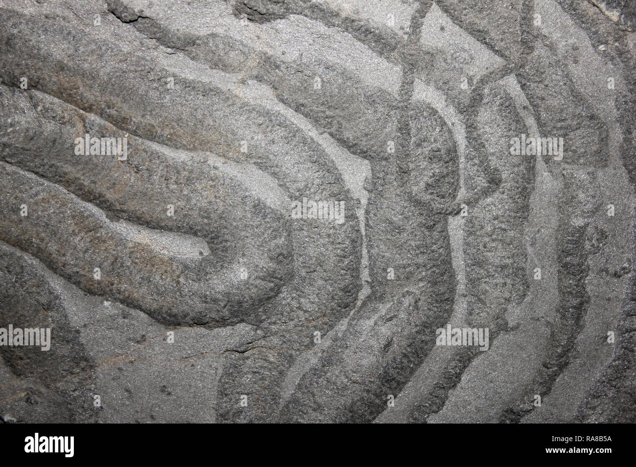 Nereites Trace Fossil Burrows Stock Photo - Alamy