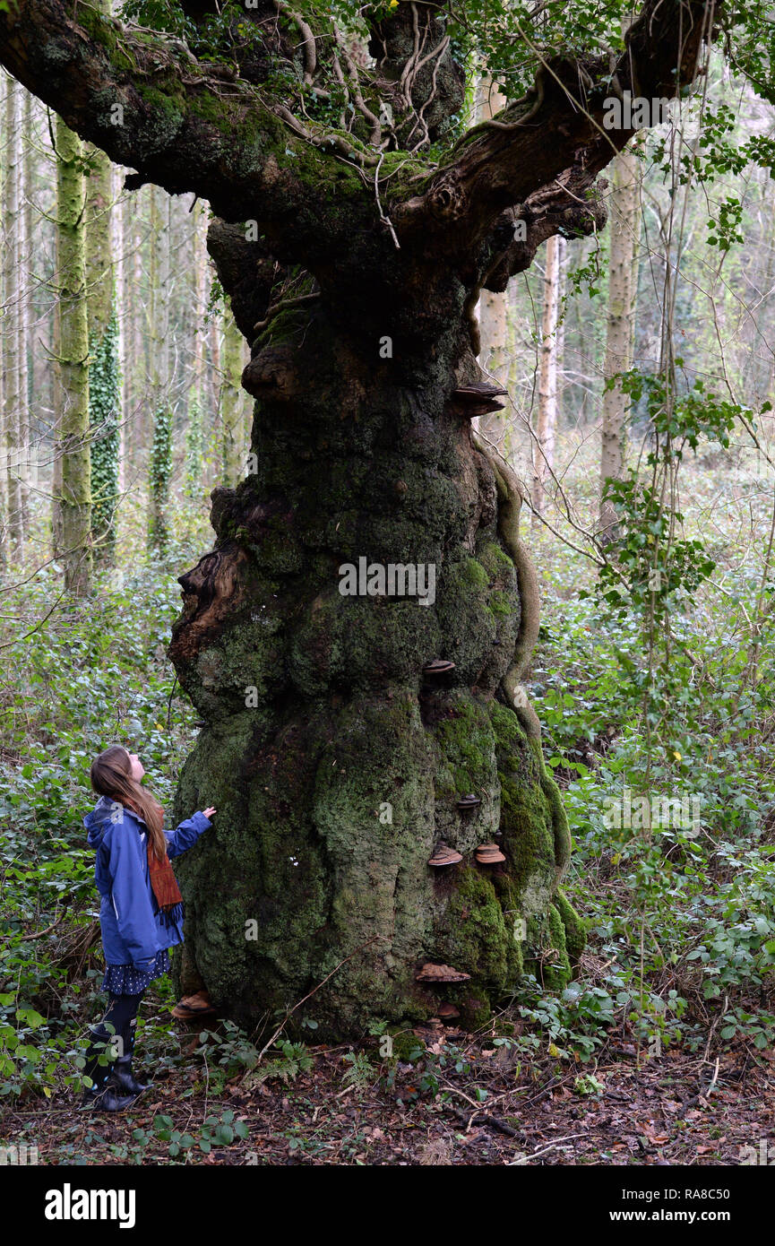 Bulbous tree hi-res stock photography and images - Alamy