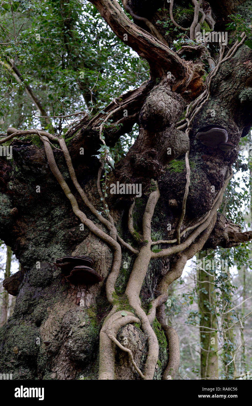 Tree bulbous trunk hi-res stock photography and images - Alamy
