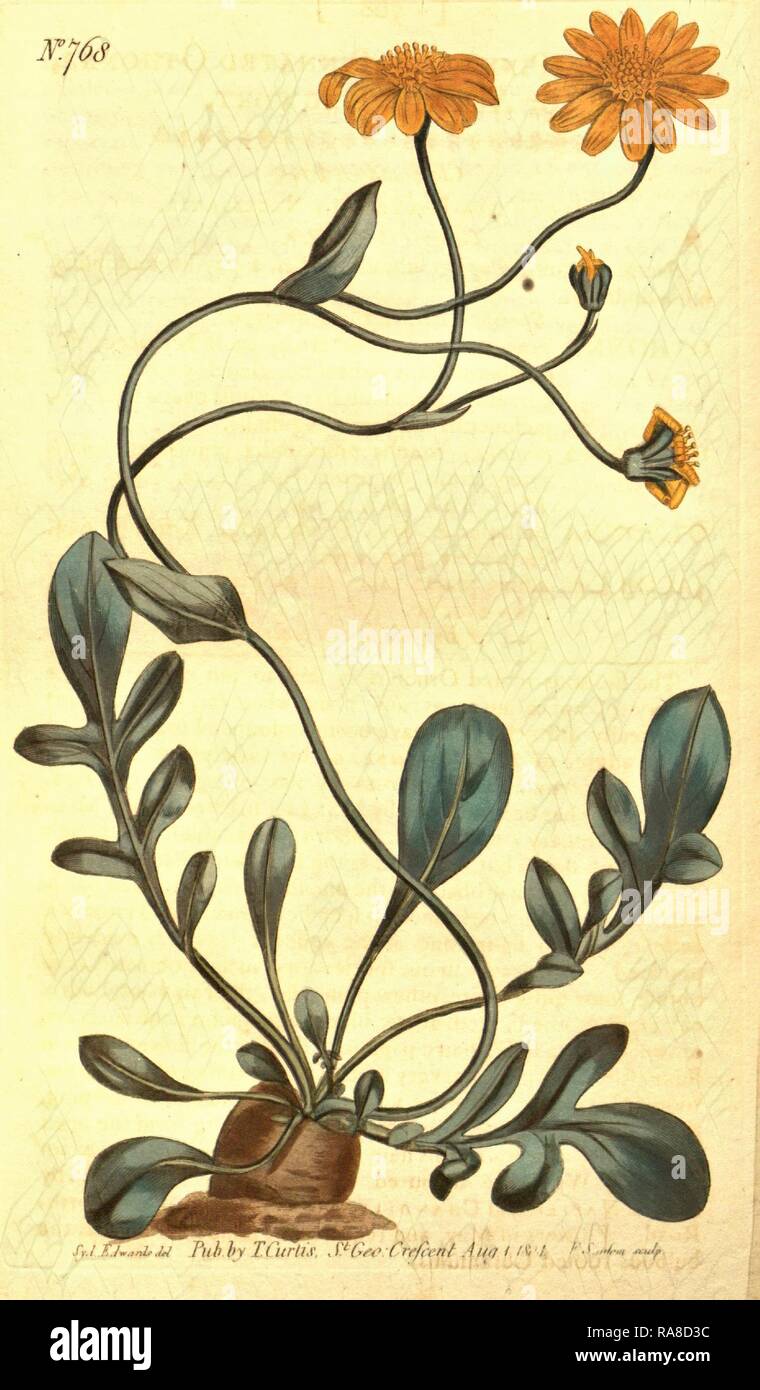 Botanical print by Sydenham Teast Edwards 1768 – 1819, Sydenham Edwards ...