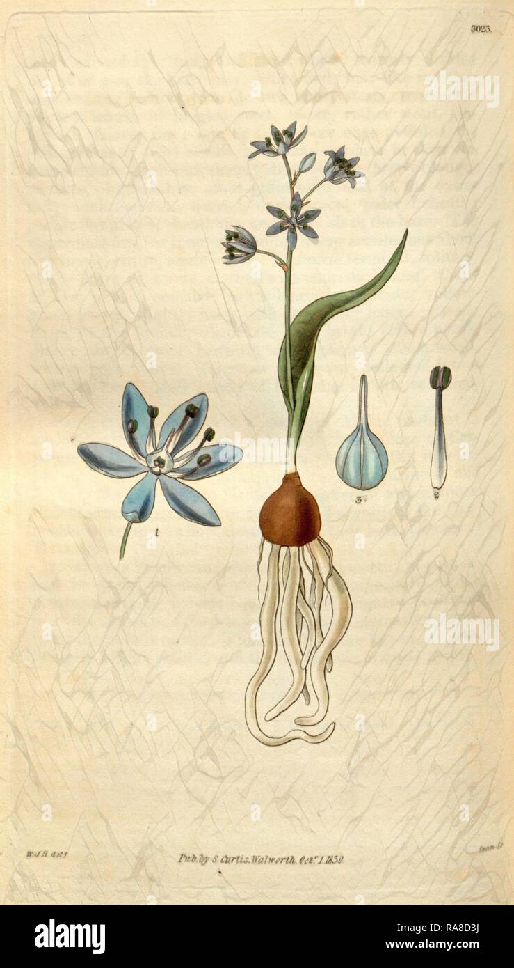 Botanical print by Sir William Jackson Hooker, FRS, 1785 – 1865 ...