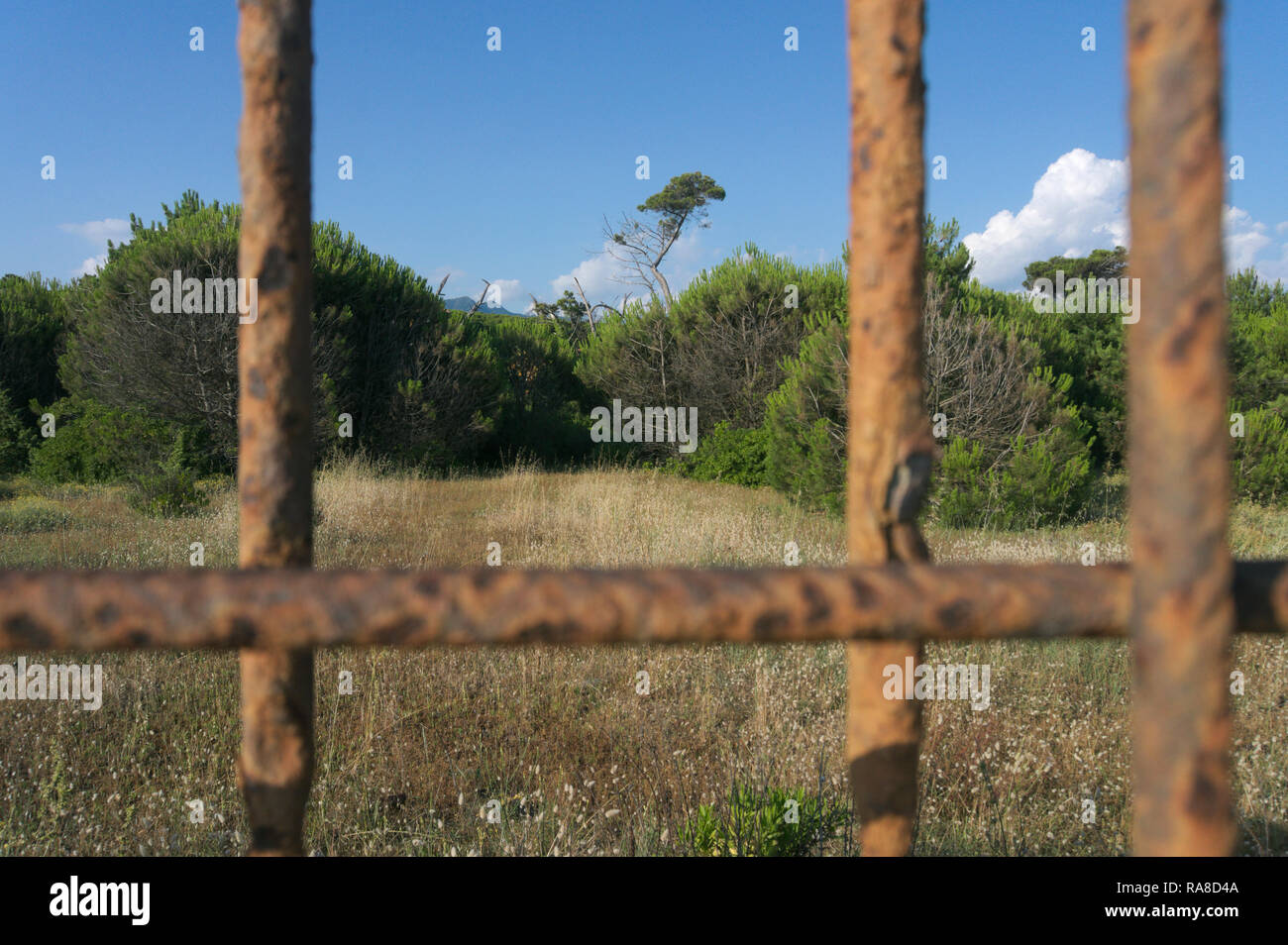 pine trees forest park behind rusty bars in Marina di Massa, Tuscany ...