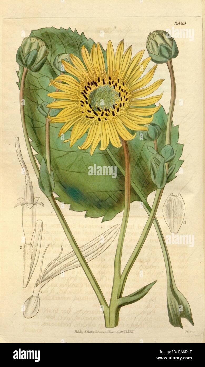 Botanical print or English natural history illustration by Joseph Swan ...
