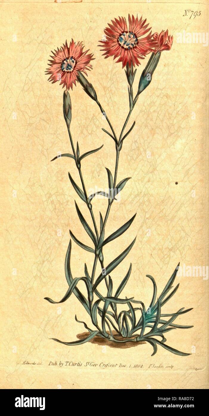 Botanical print by Sydenham Teast Edwards 1768 – 1819, Sydenham Edwards ...