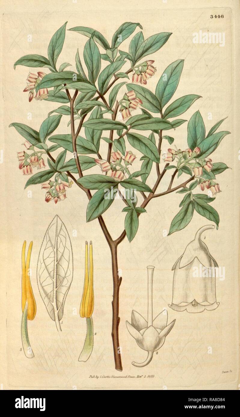 Botanical print or English natural history illustration by Joseph Swan ...