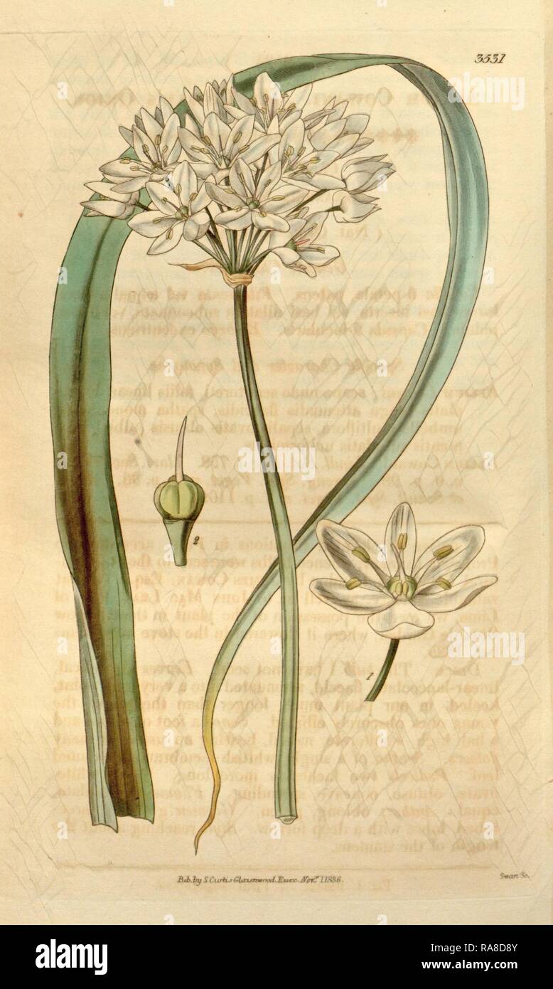 Botanical print or English natural history illustration by Joseph Swan ...