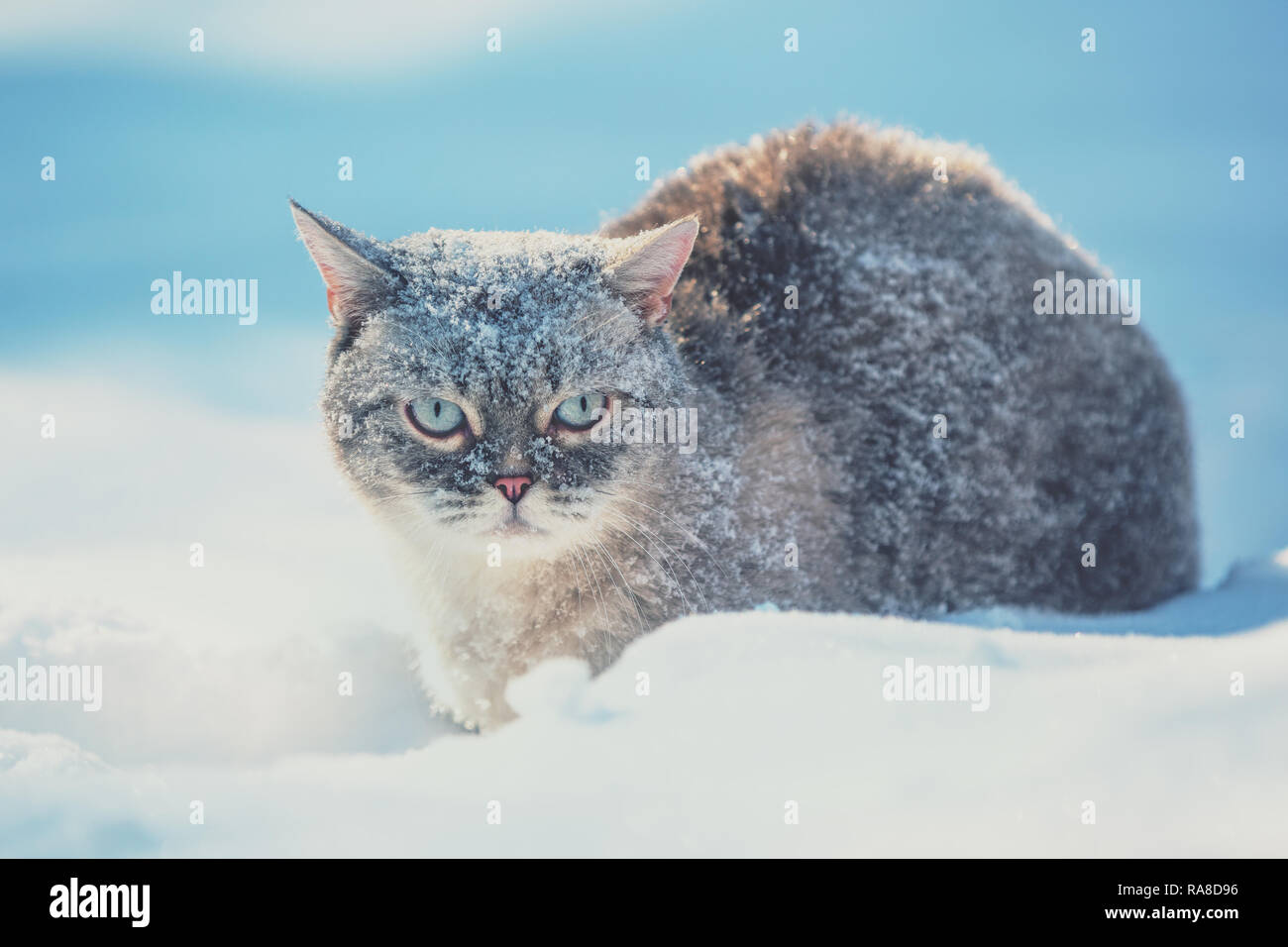 Cute Siamese cat walking outdoors in the deep snow in winter Stock ...