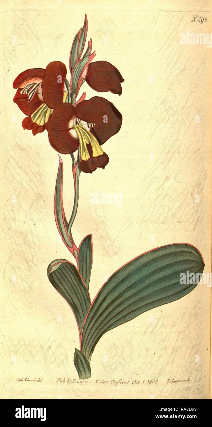 Botanical print by Sydenham Teast Edwards 1768 – 1819, Sydenham Edwards ...