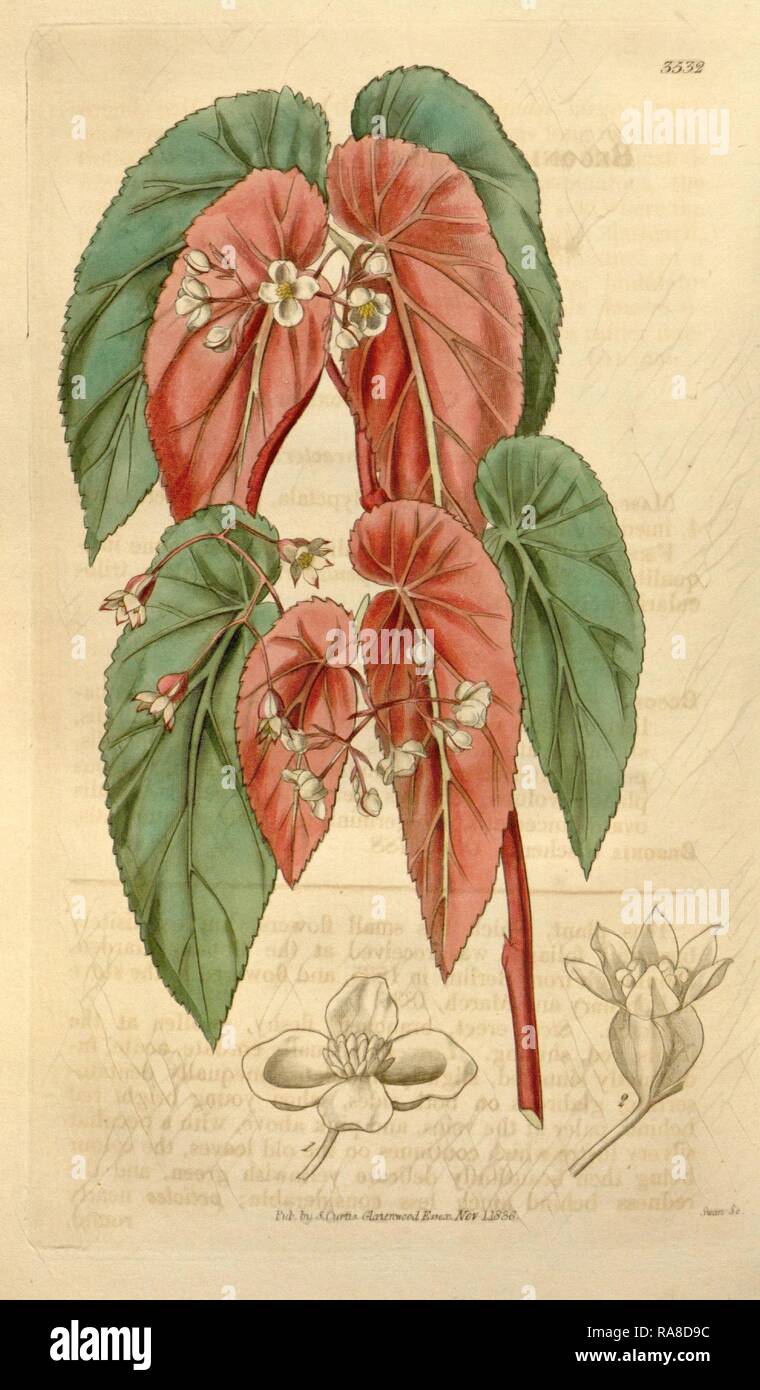 Botanical print or English natural history illustration by Joseph Swan ...