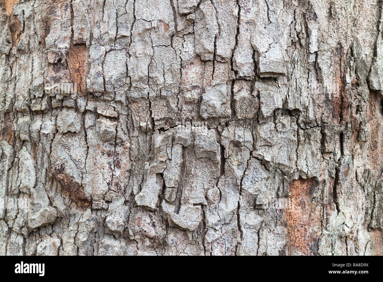 Surface of Tree bark texture background Stock Photo - Alamy