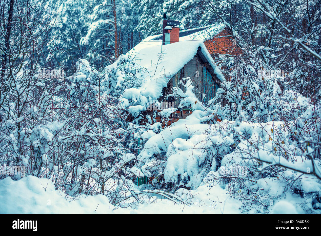 Old hut in the forest. Rural landscape. Forest covered with snow. Snowy ...