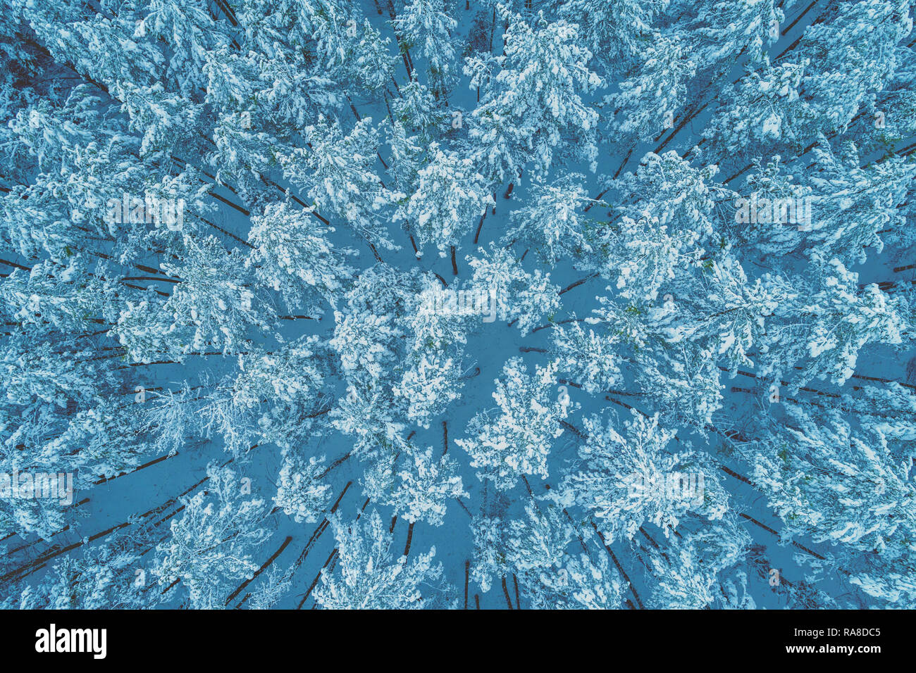 Pine snowy forest in winter. Treetops covered with snow. Aerial view ...