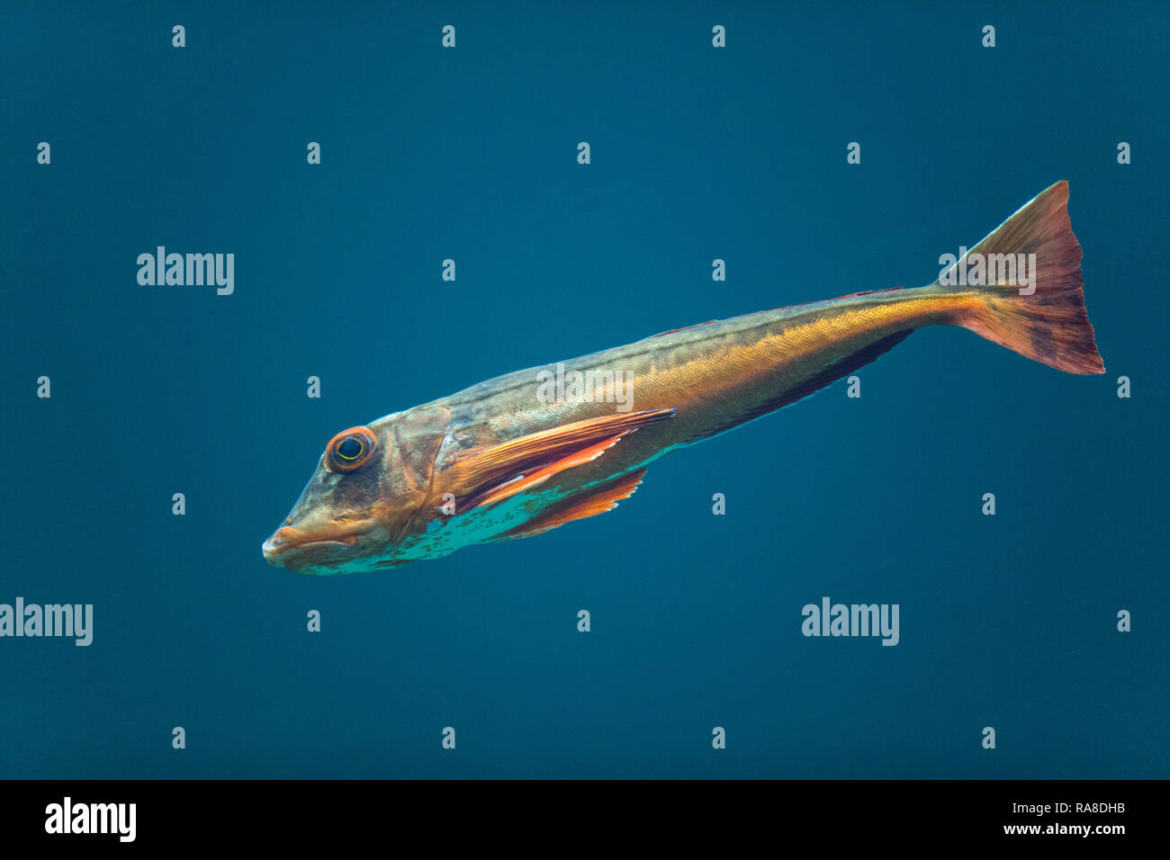 Le trigle hirondelle hi-res stock photography and images - Alamy