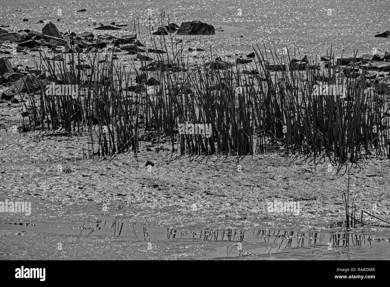 Mudflats tide Black and White Stock Photos & Images - Alamy