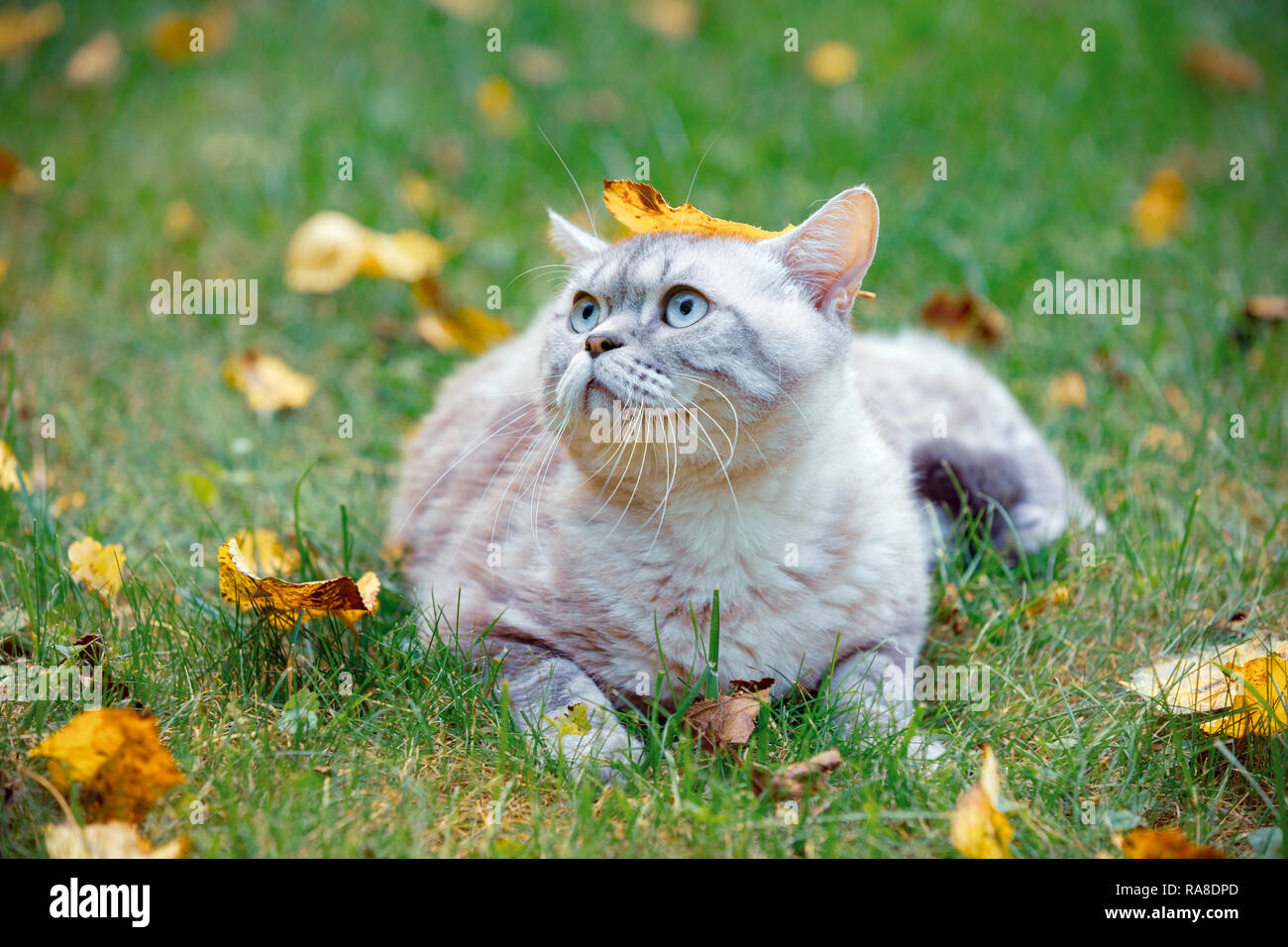 Cute cat with a fallen leaf on its head is lying on the grass in the ...