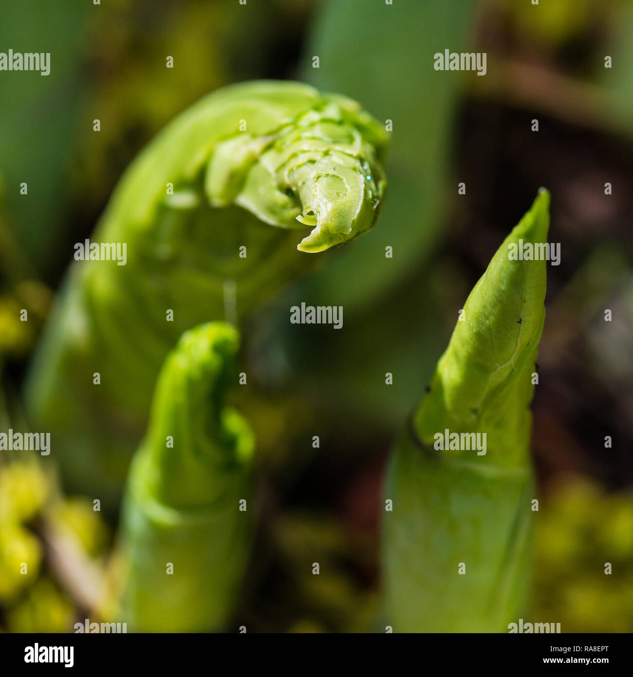 Hosta new growth spring hi-res stock photography and images - Alamy