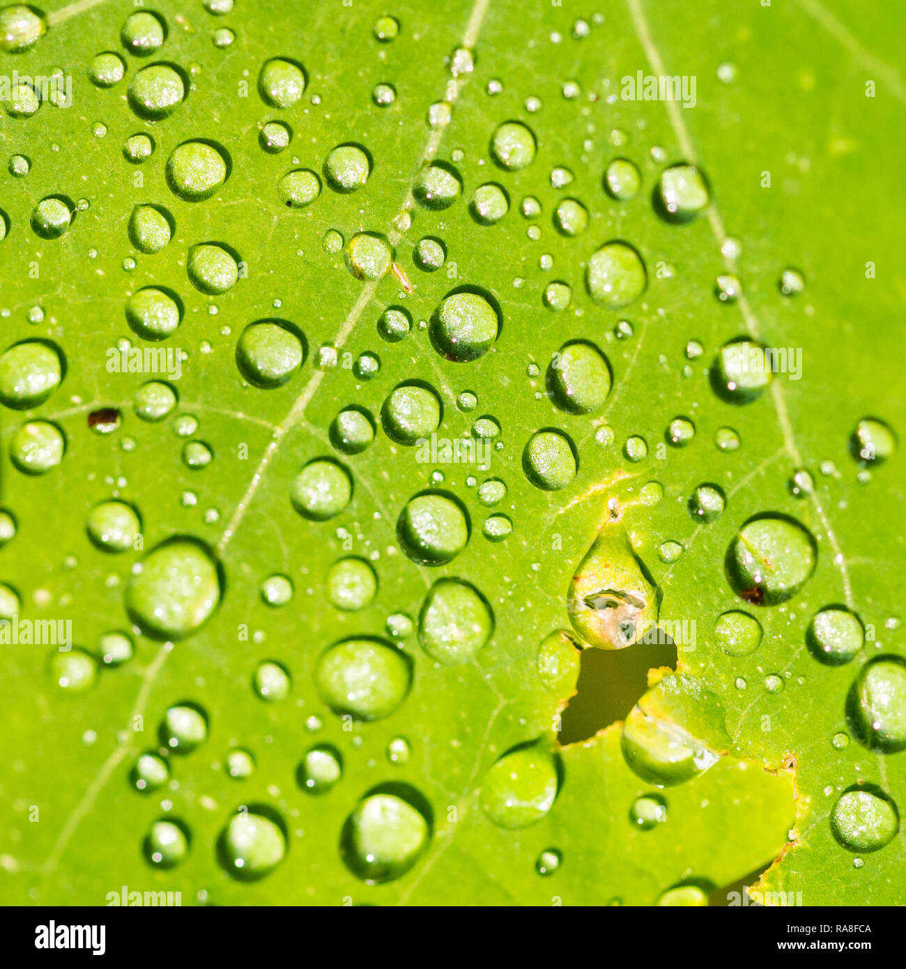Macro raindrop on leaf hi-res stock photography and images - Alamy