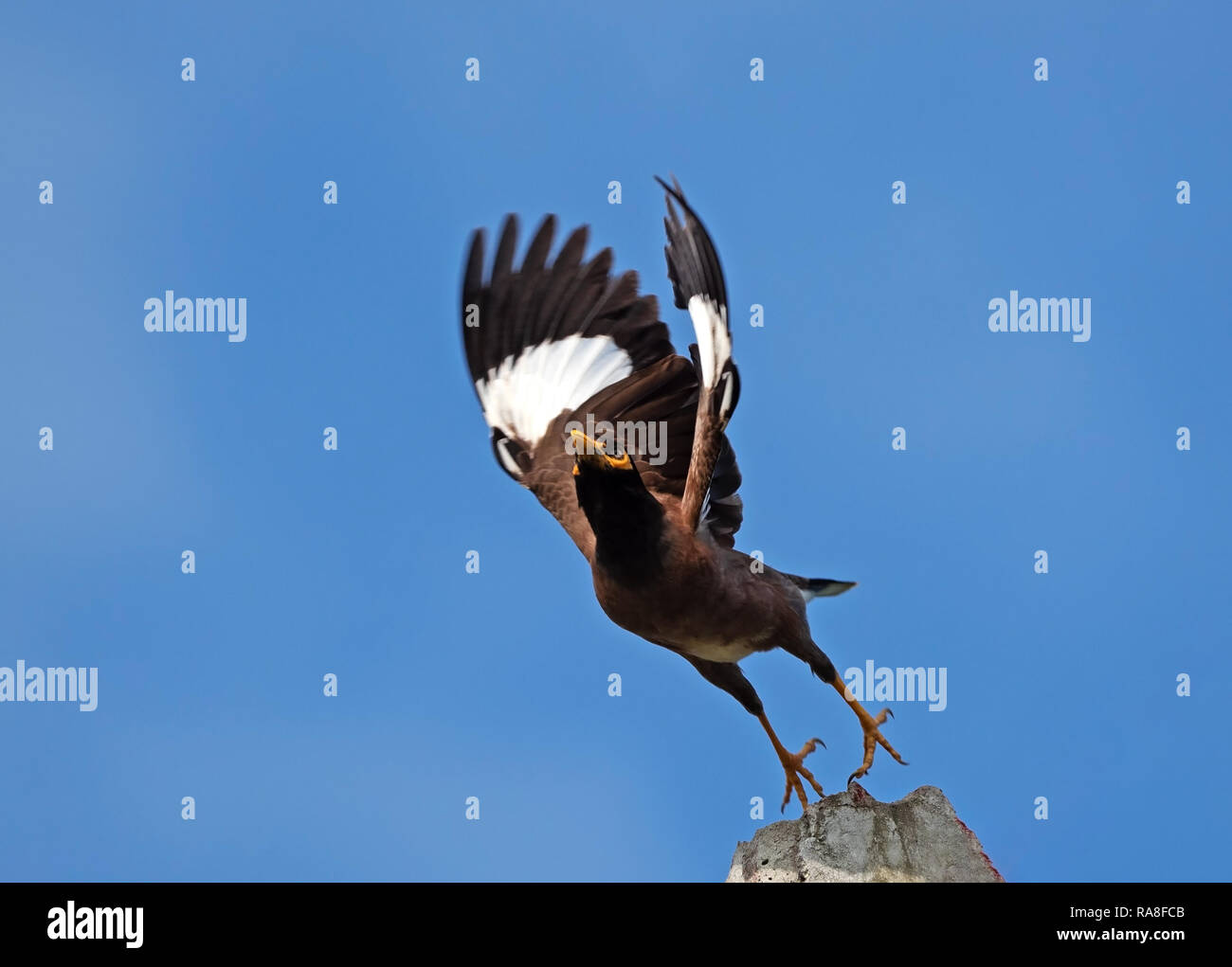 Movement Scene of Mynah Bird Jumping in The Air Isolated on Blue Sky ...