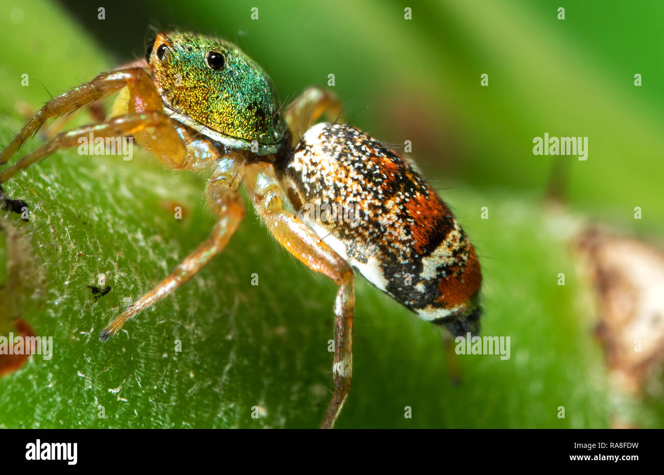 Macro Photography of Colorful Jumping Spider on Trunk of Little Plant ...