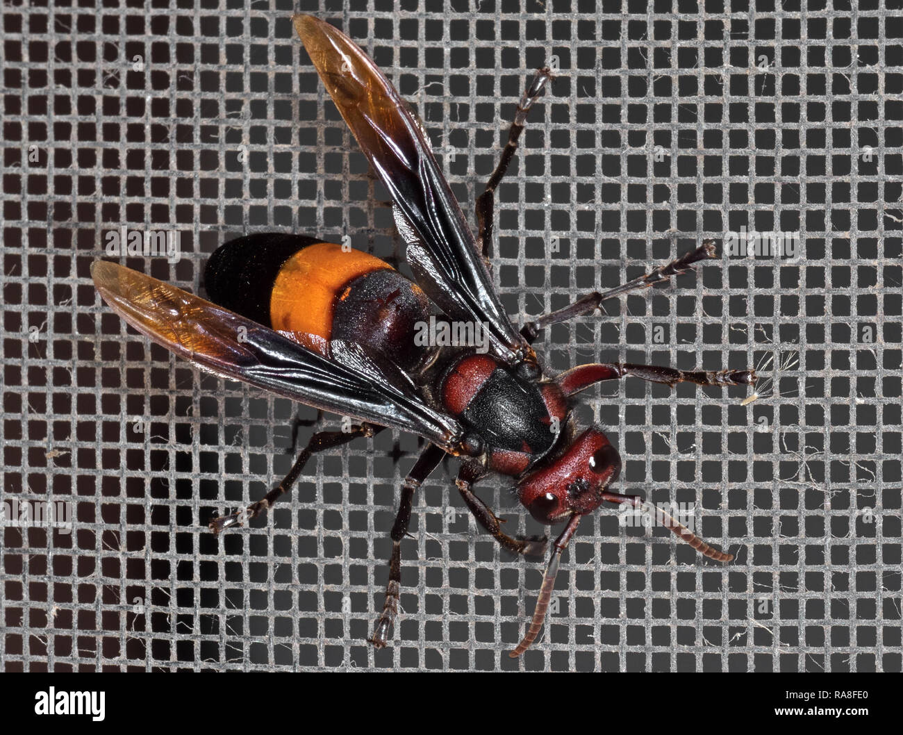 Closeup The Greater Banded Hornet or Vespa tropica on Mosquito Wire ...