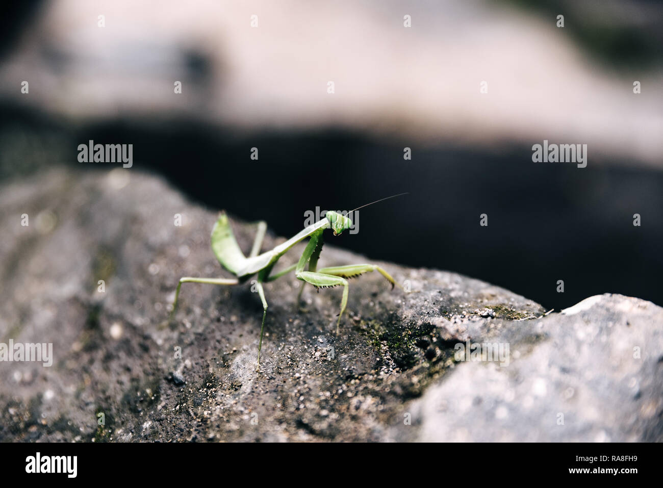 Mantis antenna hi-res stock photography and images - Alamy