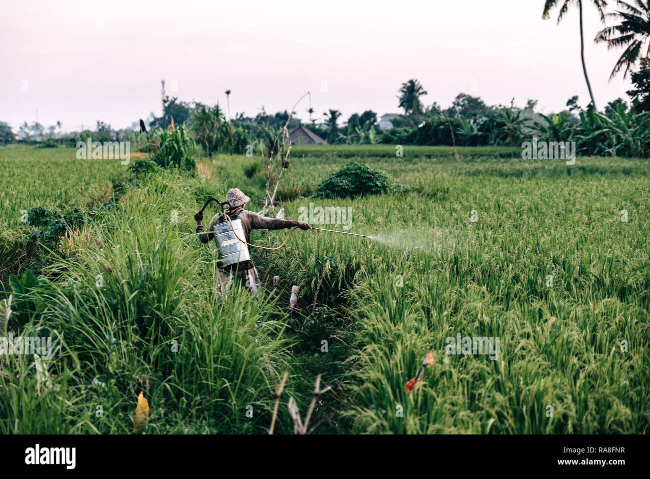 Man spraying pesticide on field hi-res stock photography and images - Alamy