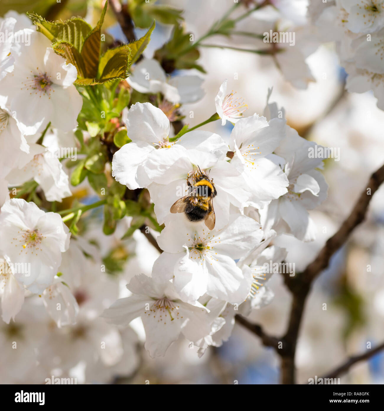 Bumble bee on a white flower of a Japanese cherry tree Prunus 'Tai-haku ...
