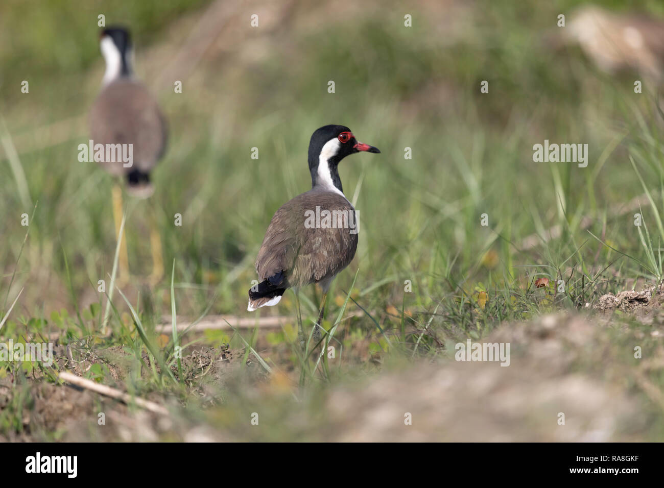 Vanellus Indicus Indicus High Resolution Stock Photography and Images ...