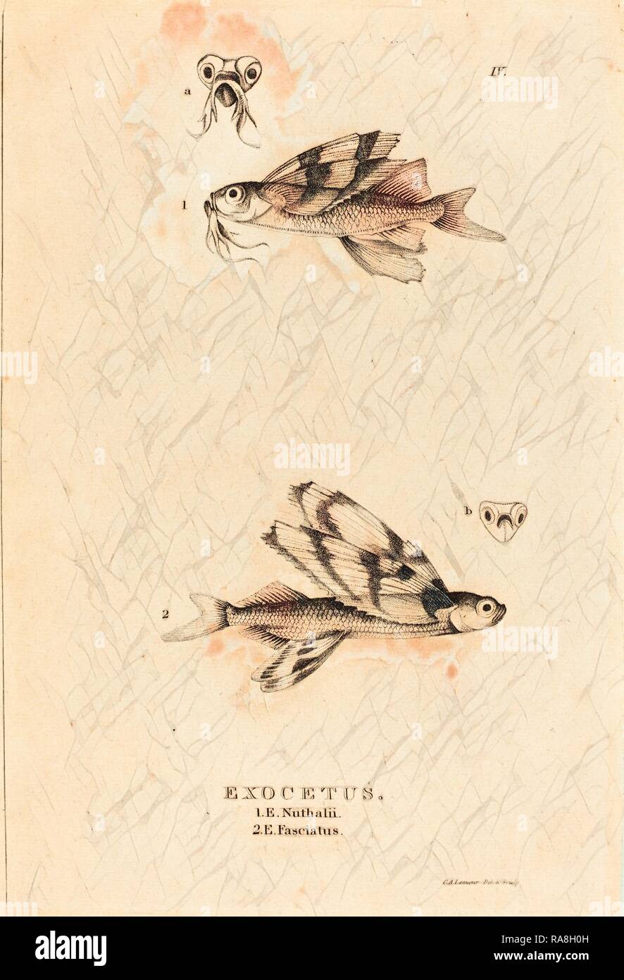 Charles Alexandre Lesueur (French, 1778 - 1846), Exocetus, 1817-1821 ...