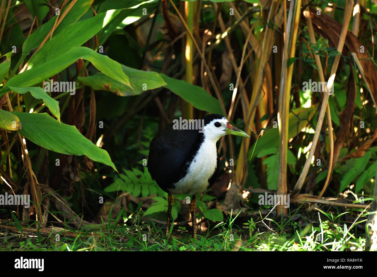 Beautiful White-breasted water-hen in wild Stock Photo - Alamy