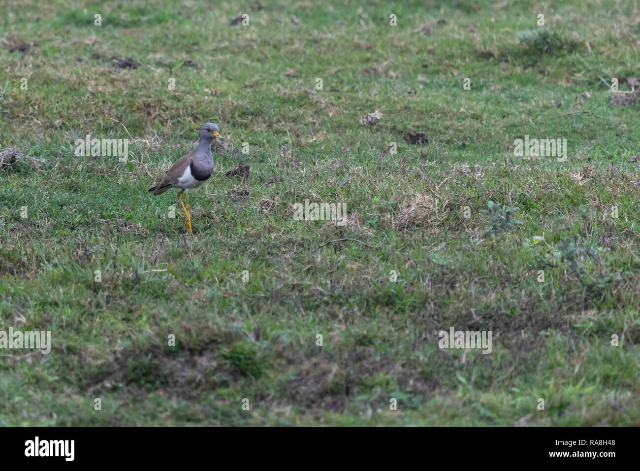 Grey-headed lapwing (Vanellus cinereus Stock Photo - Alamy