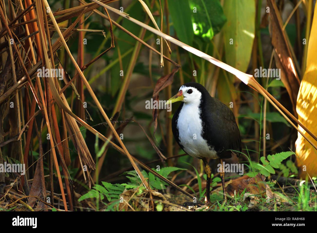 Beautiful White-breasted water-hen in wild Stock Photo - Alamy