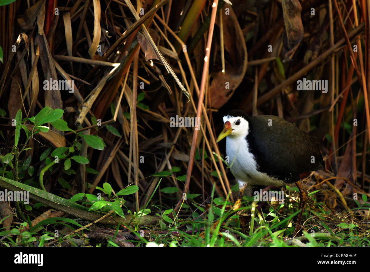 Beautiful White-breasted water-hen in wild Stock Photo - Alamy