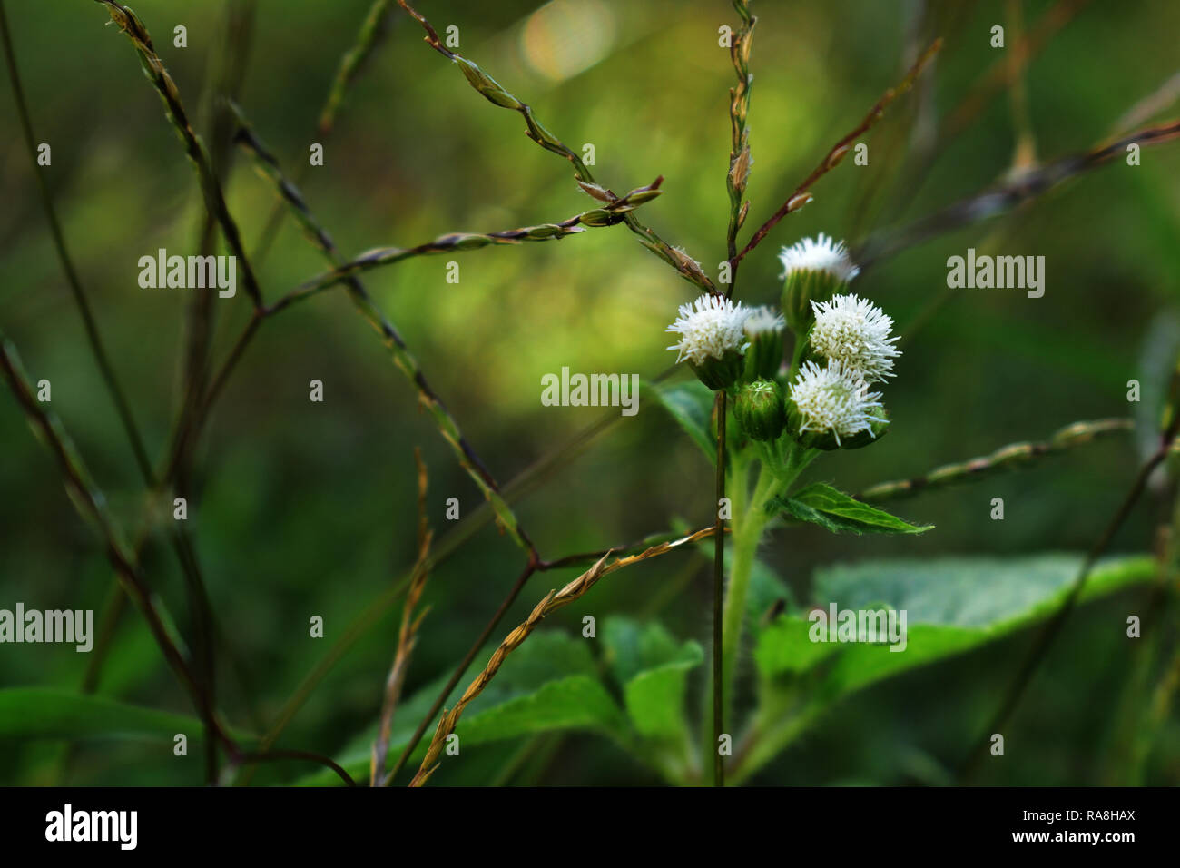 Green grass and its flower in closeup view Stock Photo - Alamy