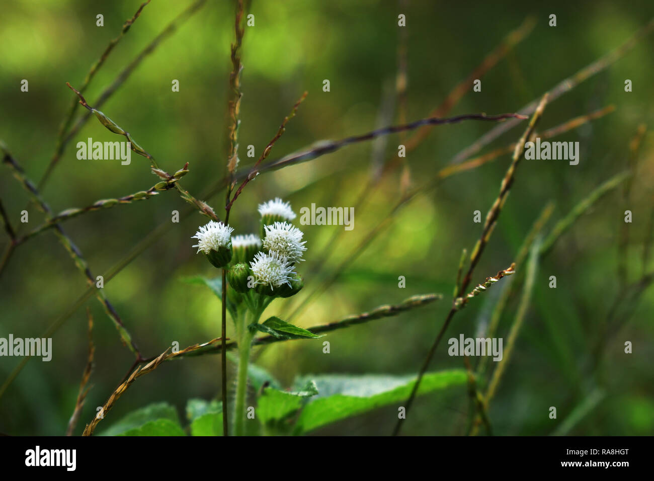 Green grass and its flower in closeup view Stock Photo - Alamy