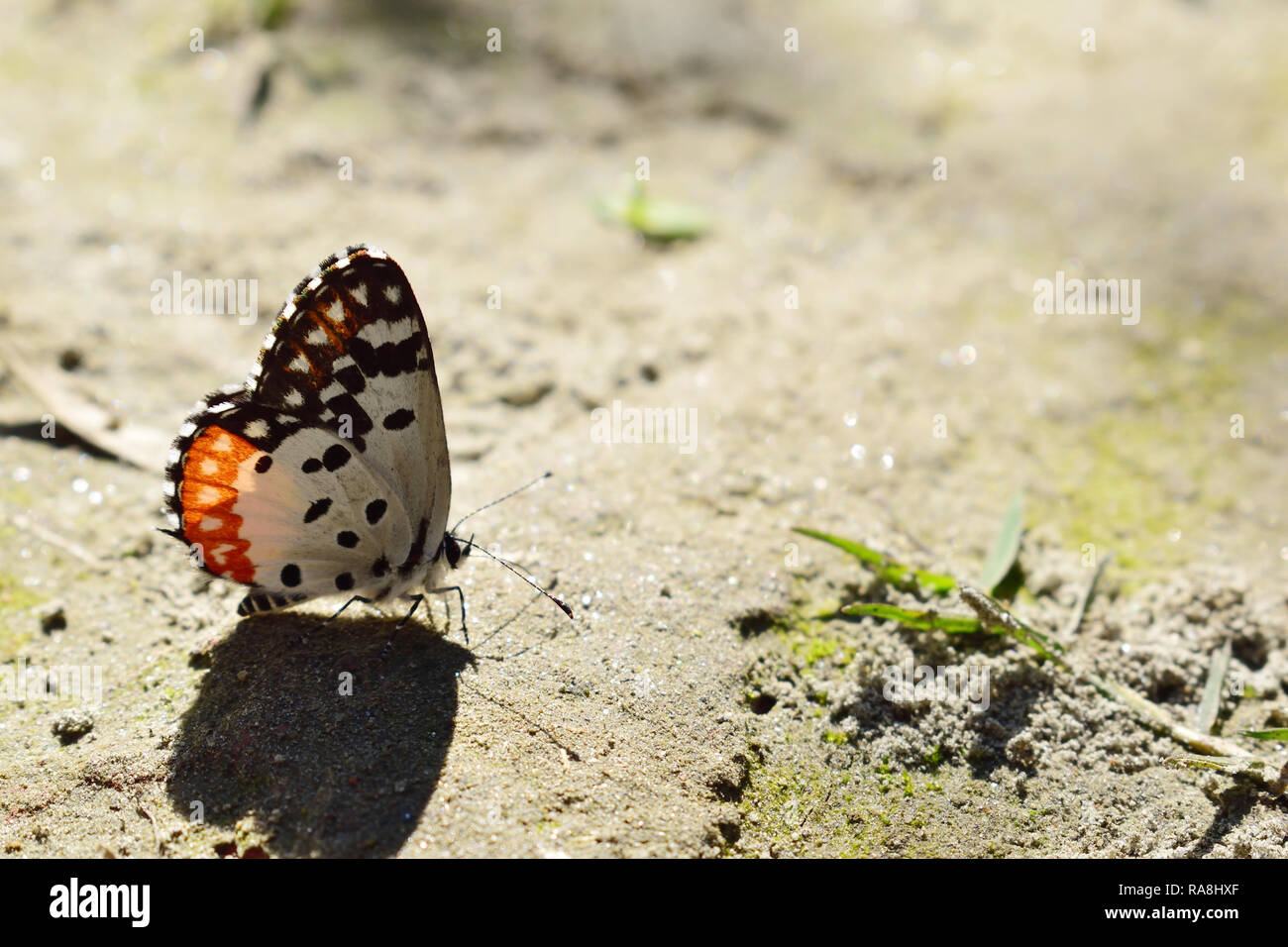 Beautiful colorful butterfly resting and light passing through its ...