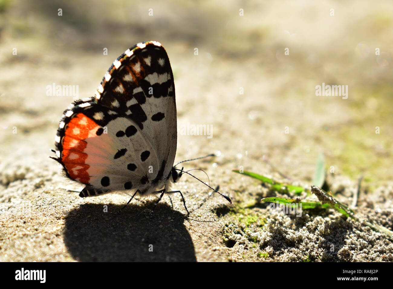 Beautiful colorful butterfly resting and light passing through its ...